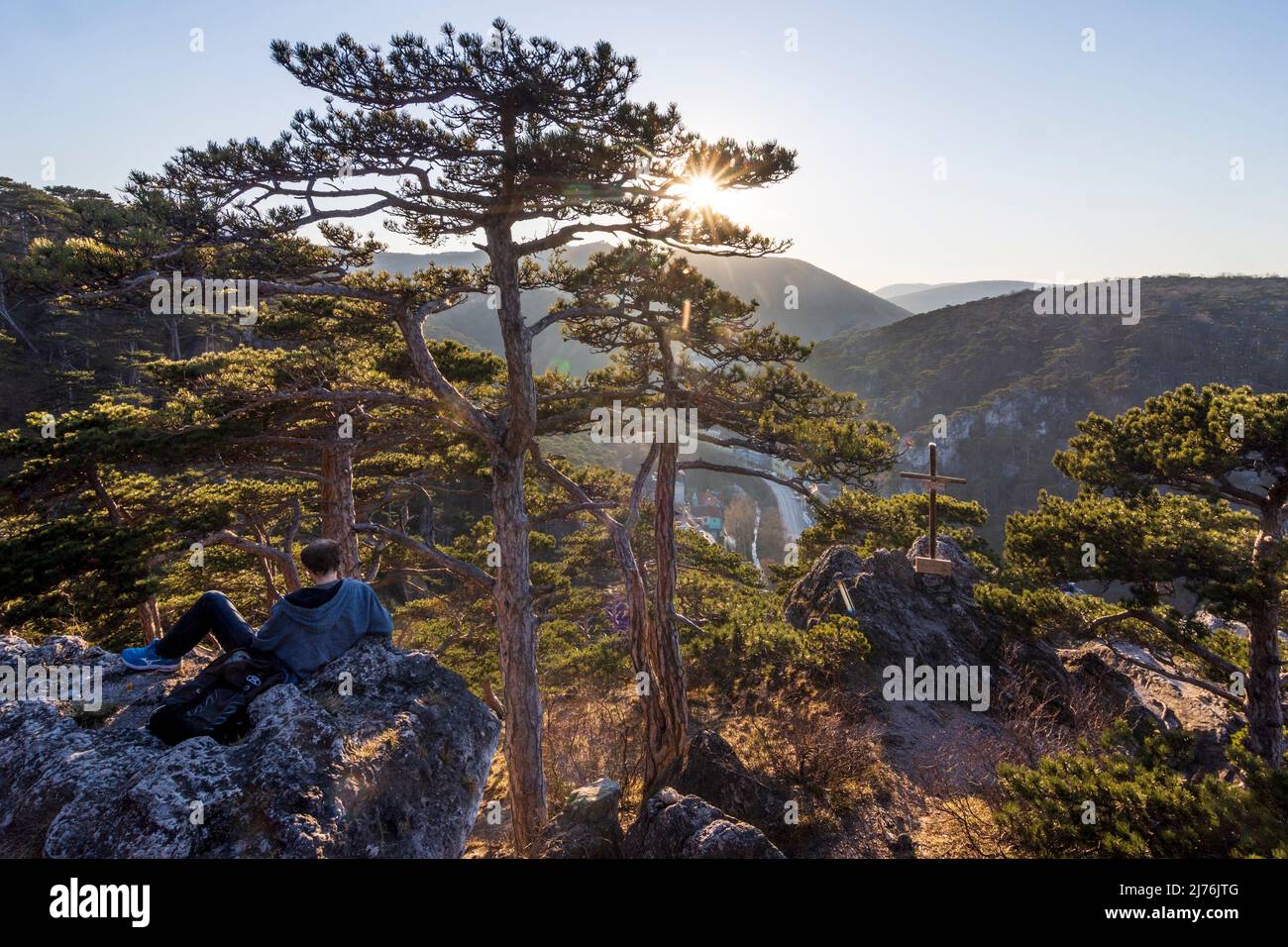 Black pine tree in vienna woods wienerwald hi-res stock photography and ...