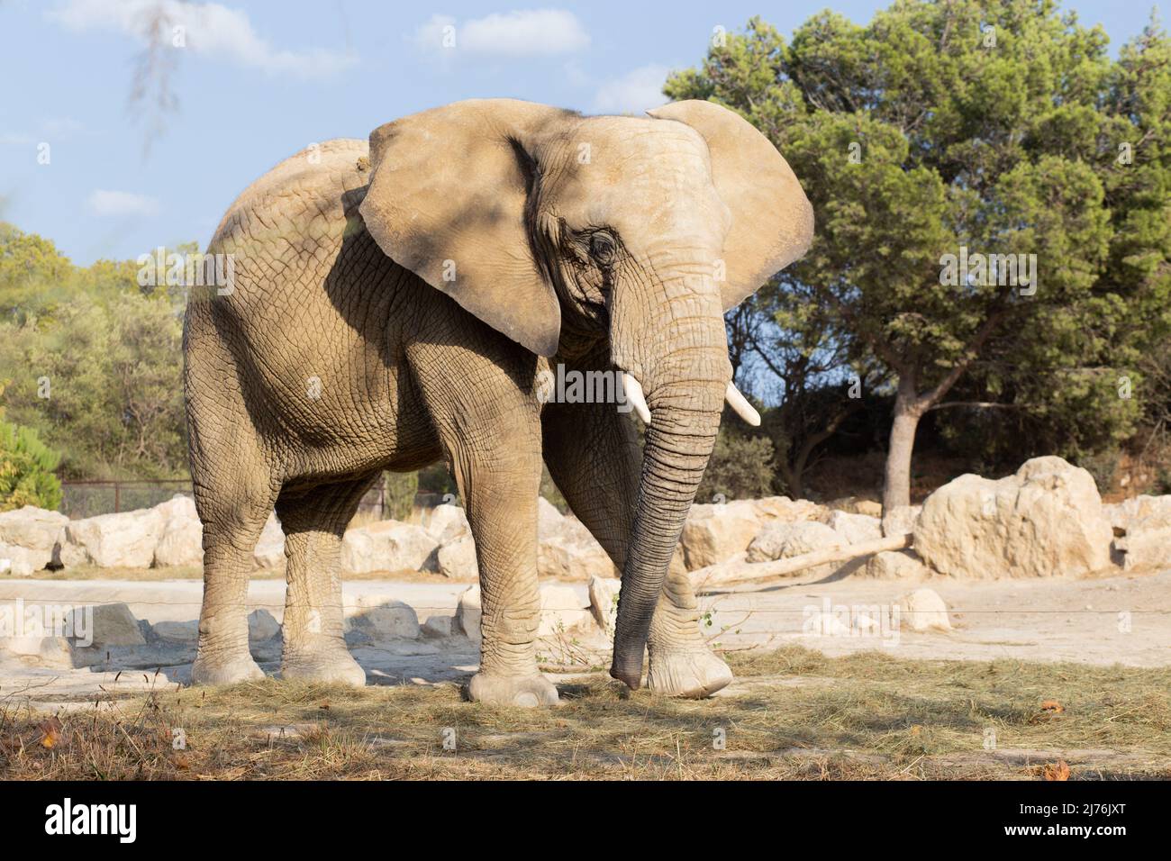 Elephant side view hi-res stock photography and images - Alamy