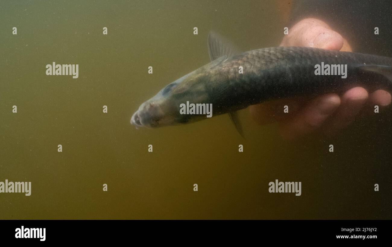 Twaite shad hi-res stock photography and images - Alamy