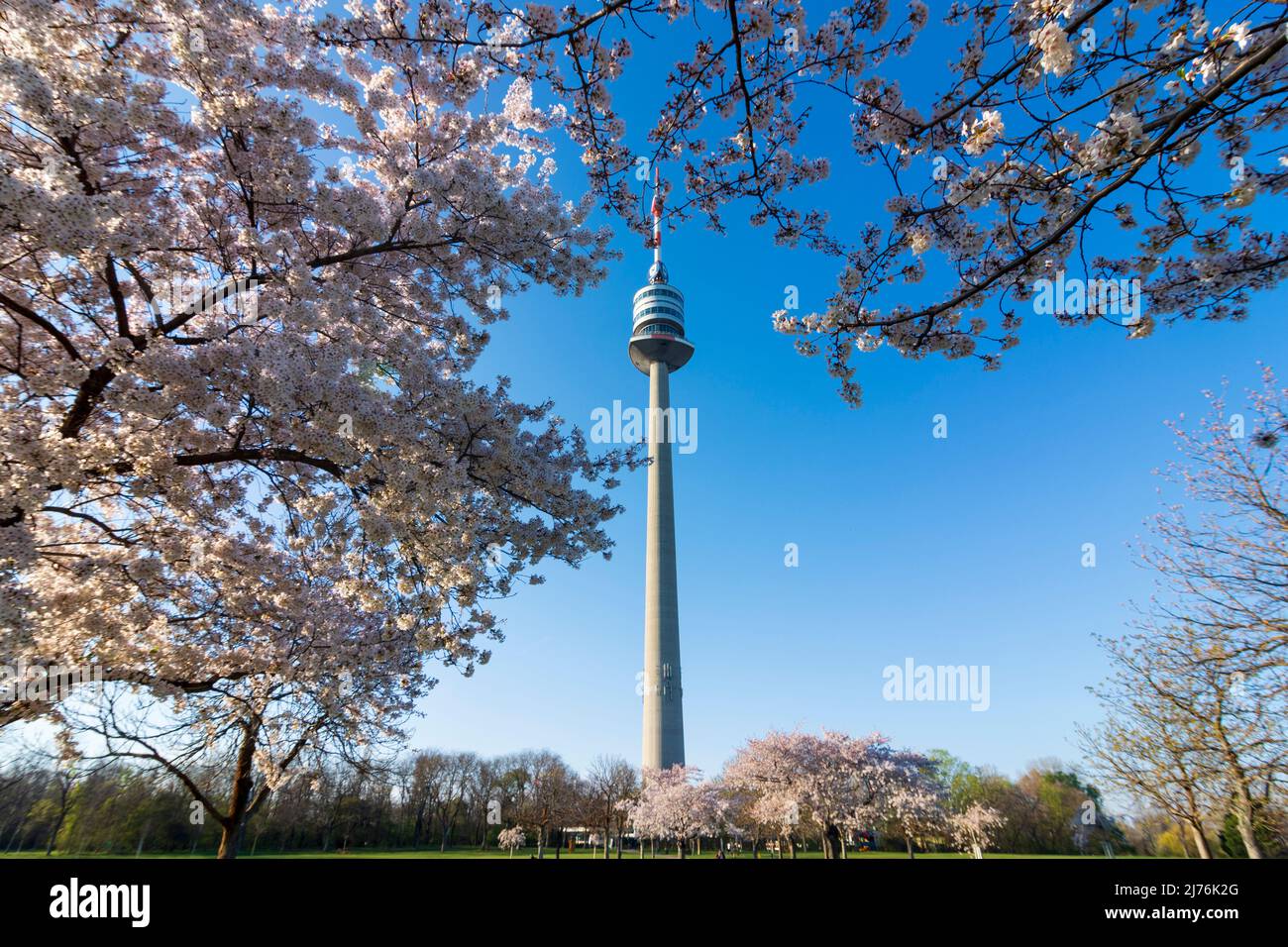 Vienna, cherry tree blossom at Danube park, Donauturm (Danube Tower) in ...