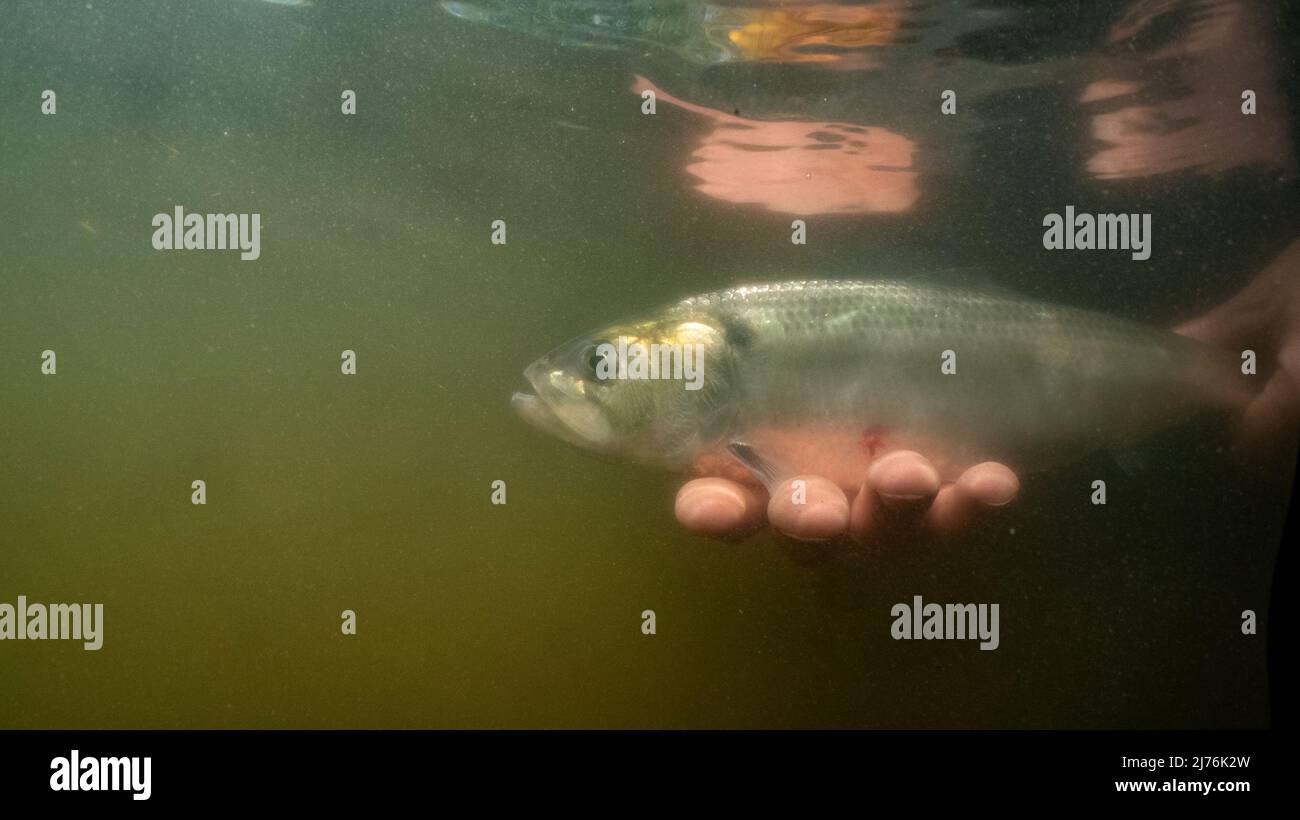 twaite shad on the river severn being released Stock Photo - Alamy
