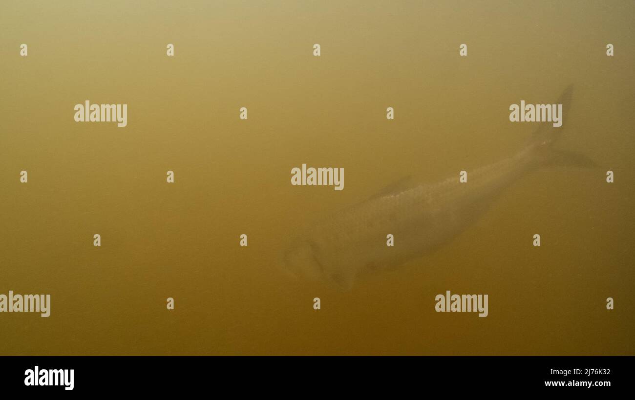 twaite shad on the river severn being released Stock Photo - Alamy