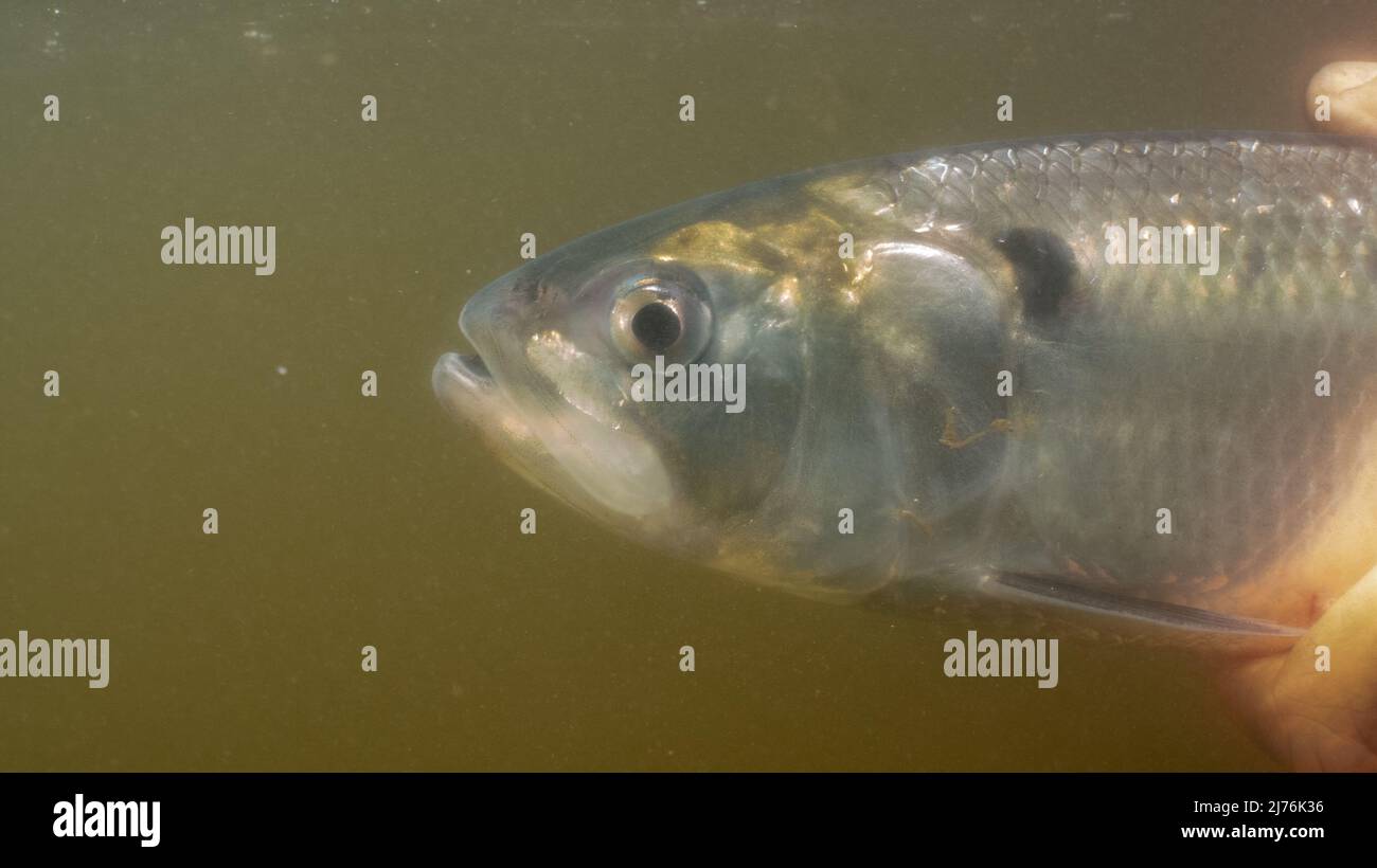 twaite shad on the river severn being released Stock Photo - Alamy