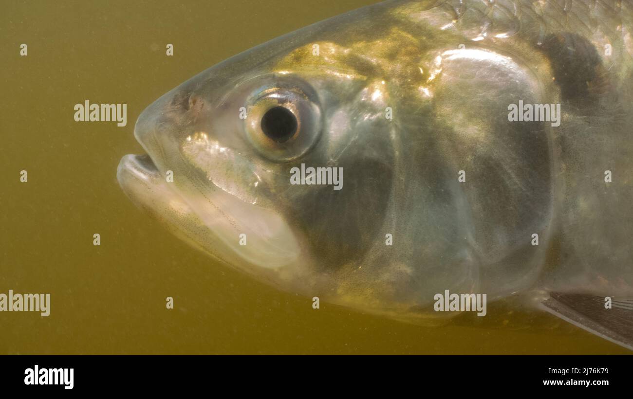 twaite shad on the river severn being released Stock Photo - Alamy
