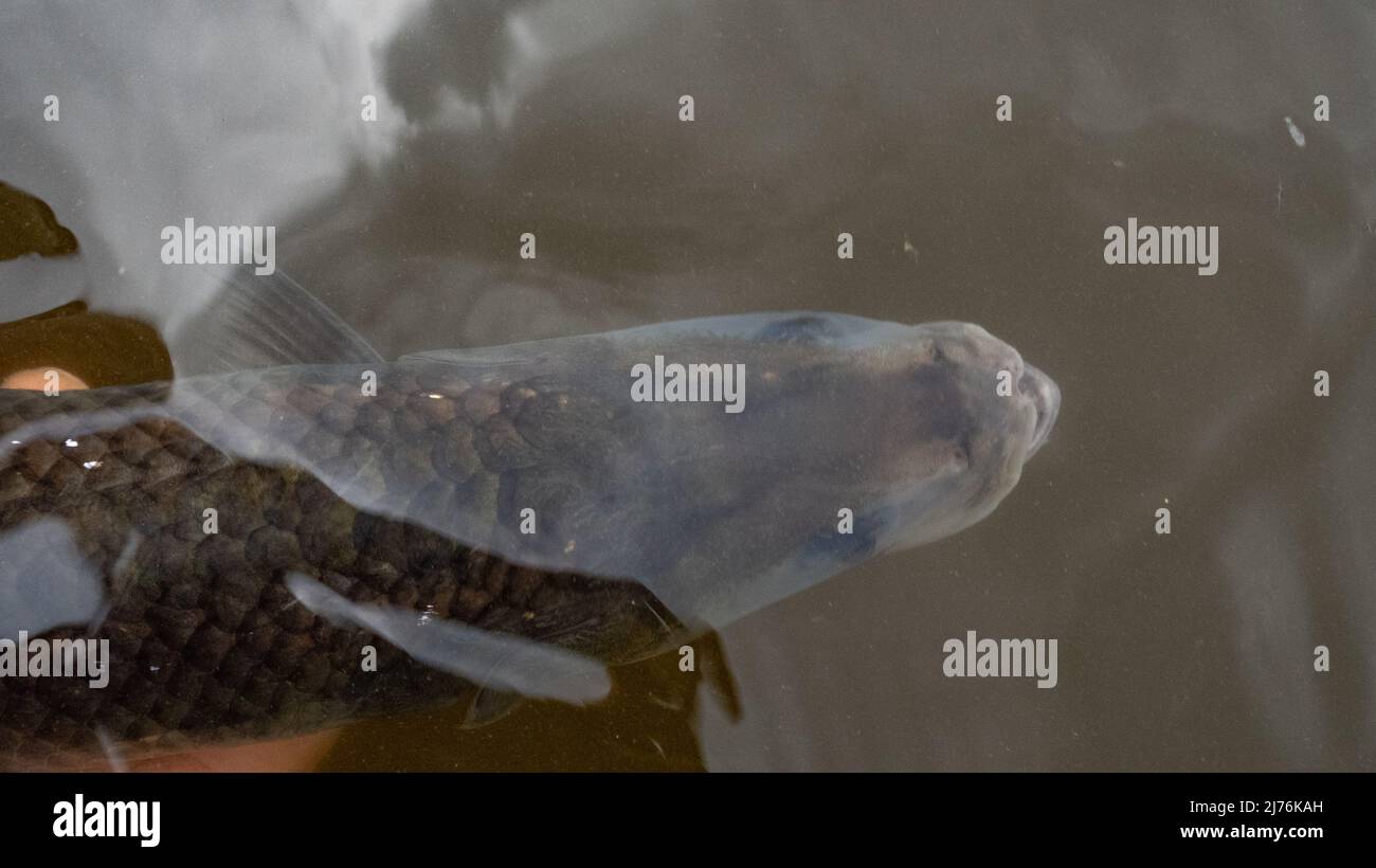 twaite shad on the river severn being released Stock Photo - Alamy