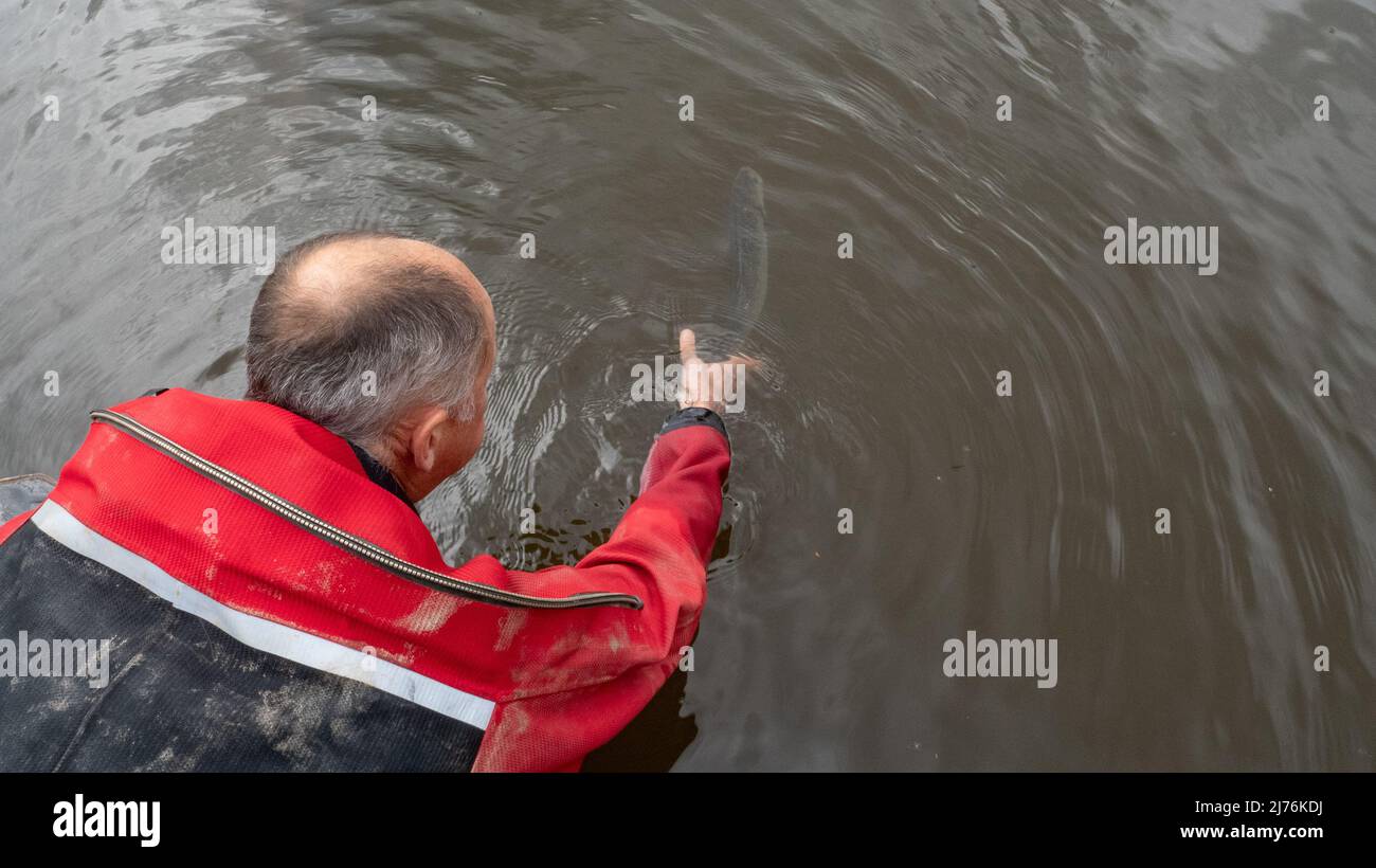 twaite shad on the river severn being released Stock Photo - Alamy
