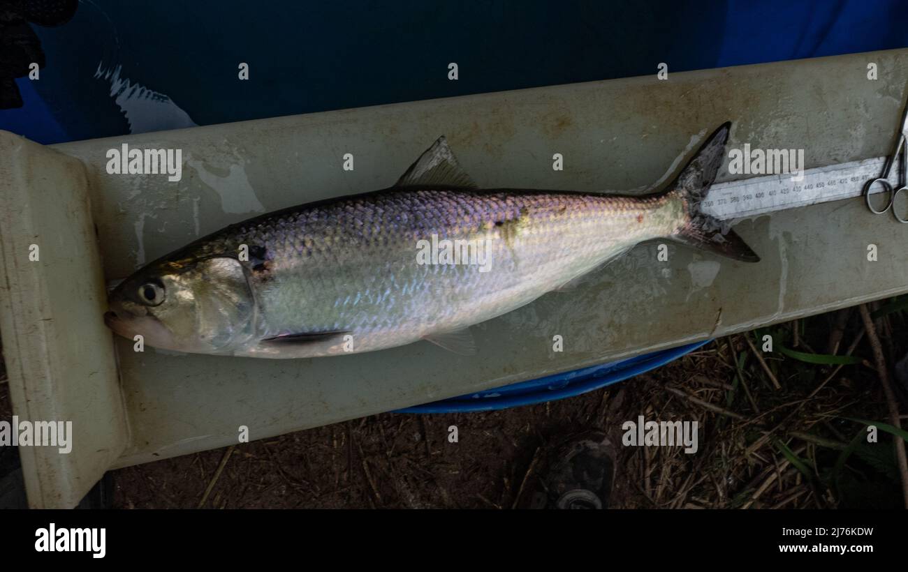 twaite shad on the river severn being released Stock Photo - Alamy