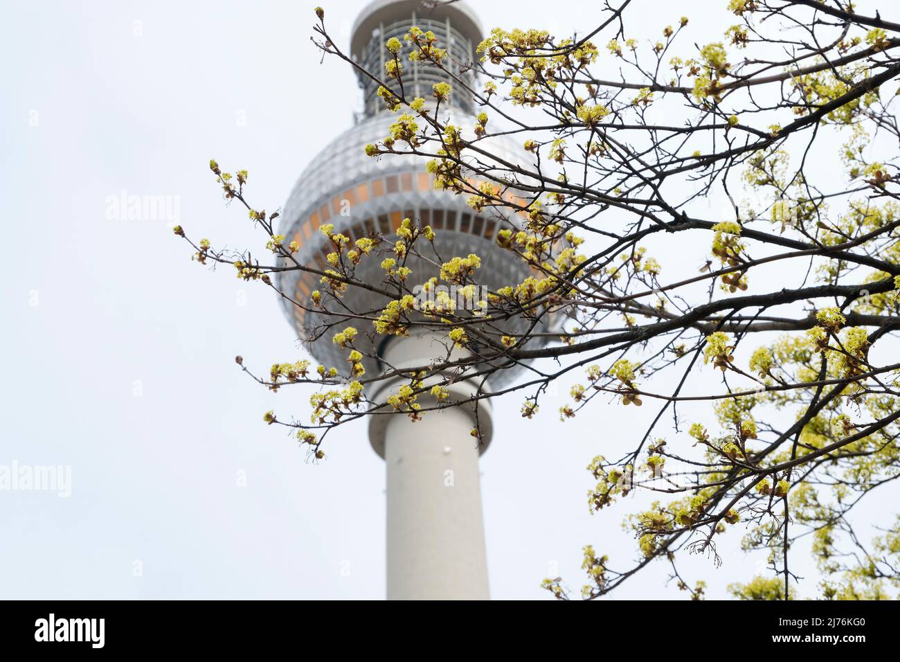 Berlin, Mitte, Alexanderplatz, television tower, spring, tree with buds ...