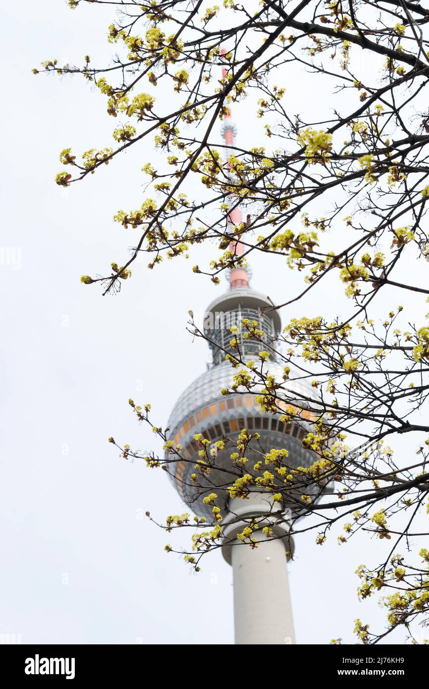 Berlin, Mitte, Alexanderplatz, television tower, spring, tree with buds ...