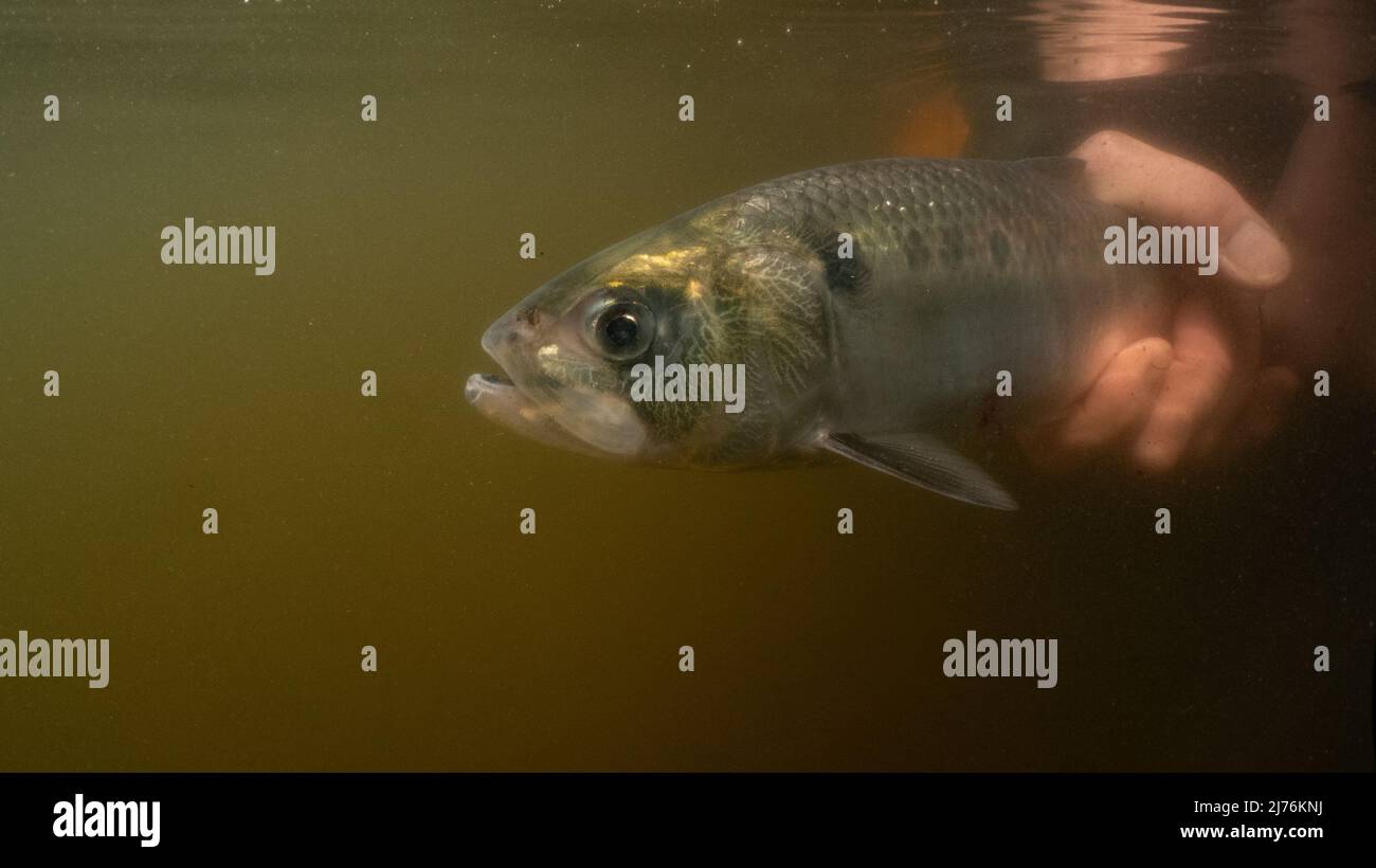 Twaite shad hi-res stock photography and images - Alamy