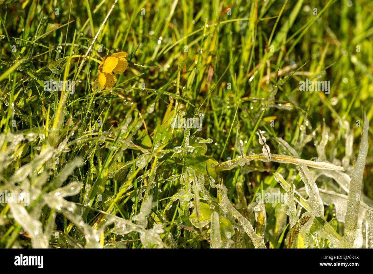 Blooming buttercup flowers on bank hi-res stock photography and images ...