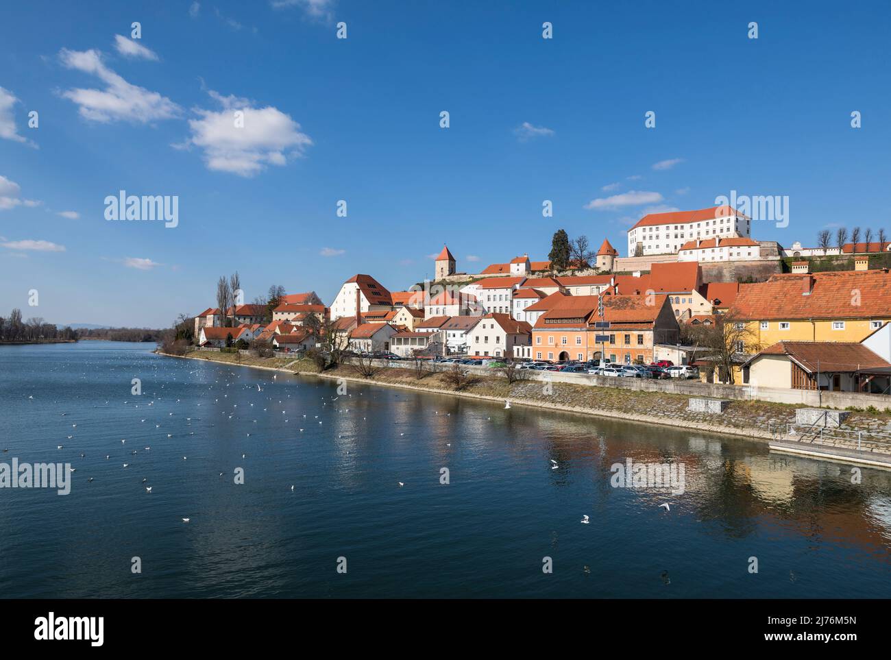 Town Ptuj (Pettau) with castle hill, on the Drava river, oldest town in ...
