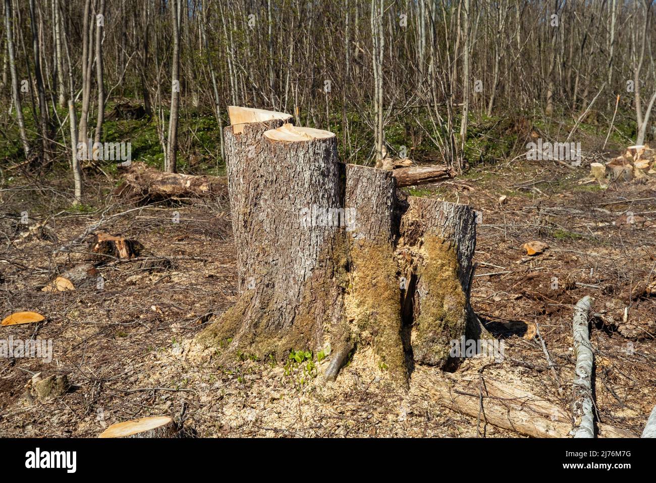 sawn tree stump. poor quality forest sawing Stock Photo - Alamy
