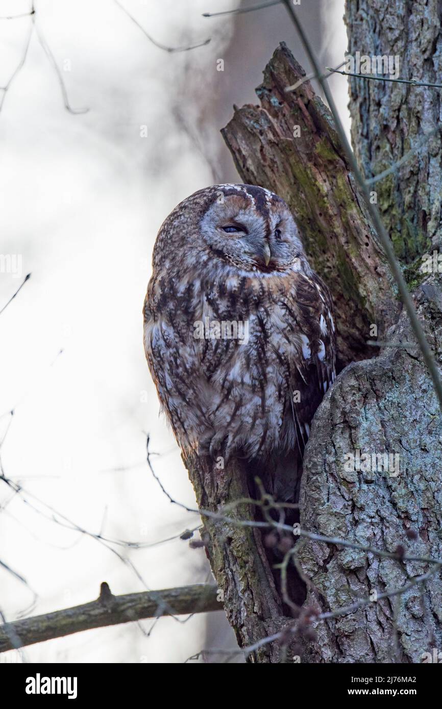 Tawny owl, Strix aluco Stock Photo - Alamy