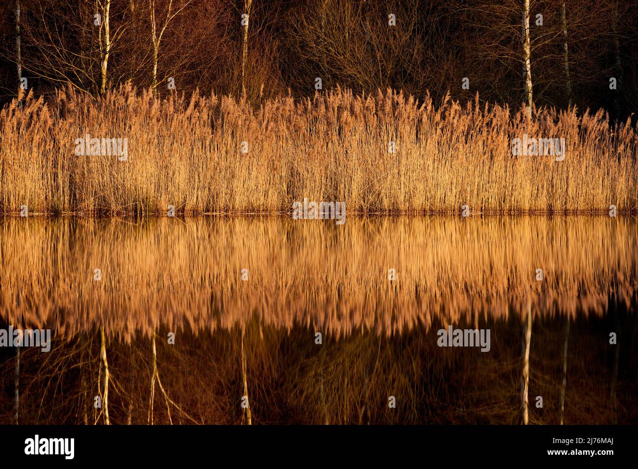 bog, bog lake, reed, reflection Stock Photo - Alamy