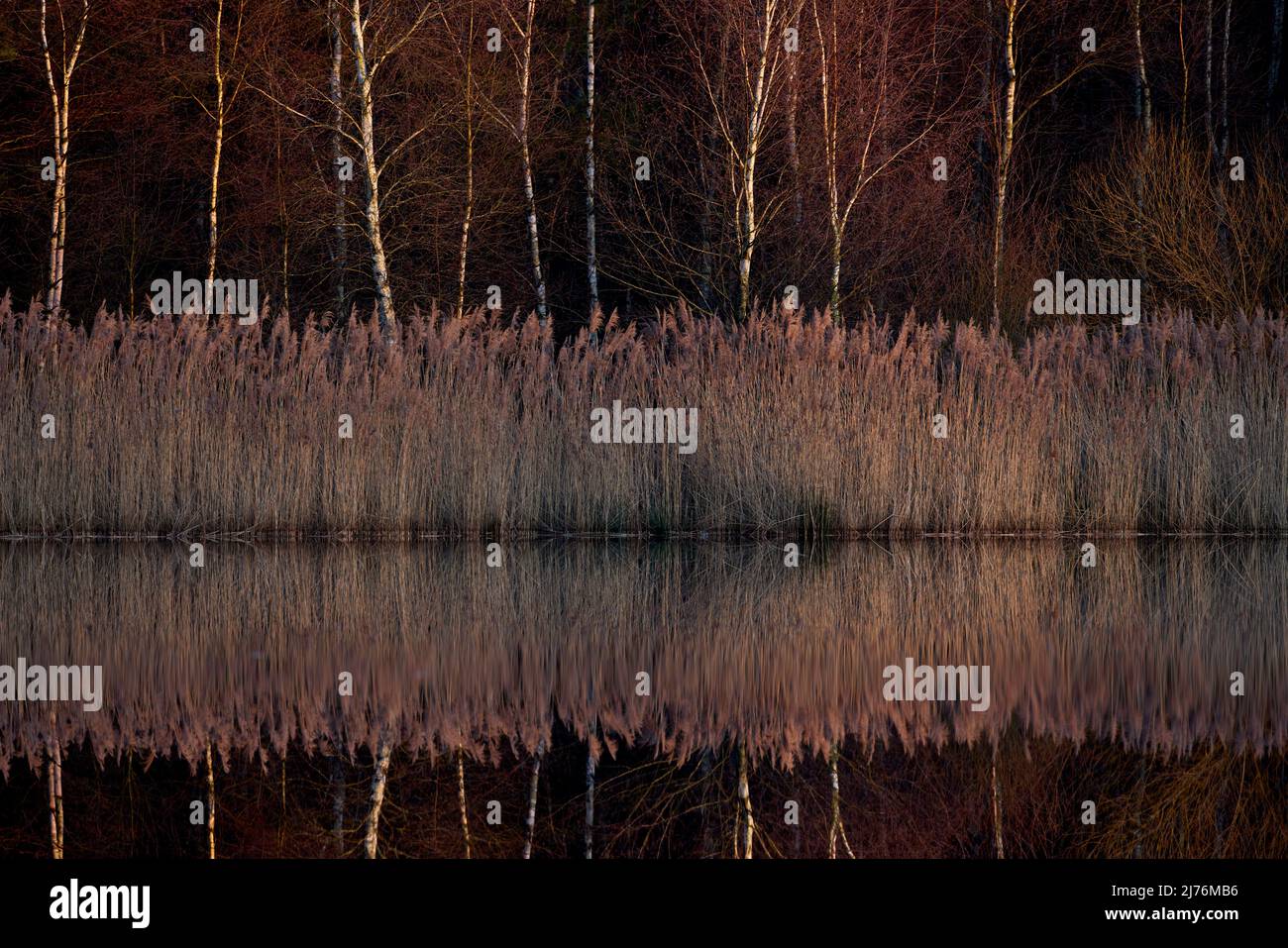 bog, bog lake, reed, reflection Stock Photo - Alamy