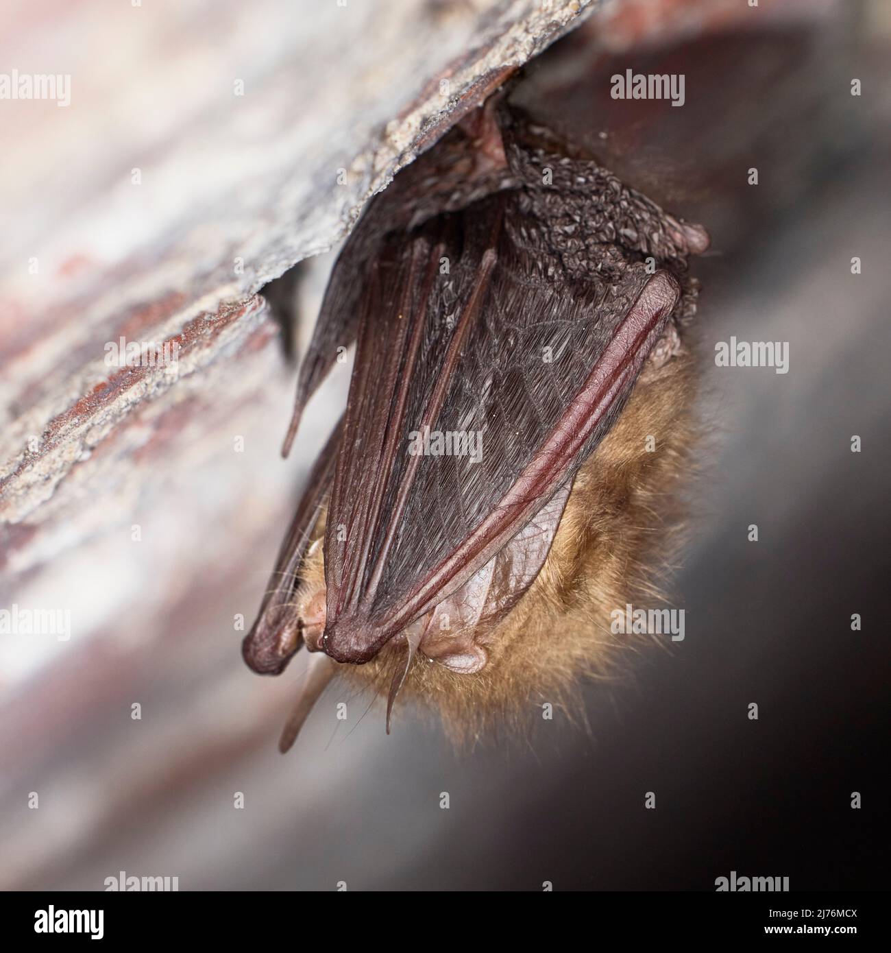Bat, brown long-eared bat, Plecotus auritus, hibernation Stock Photo ...