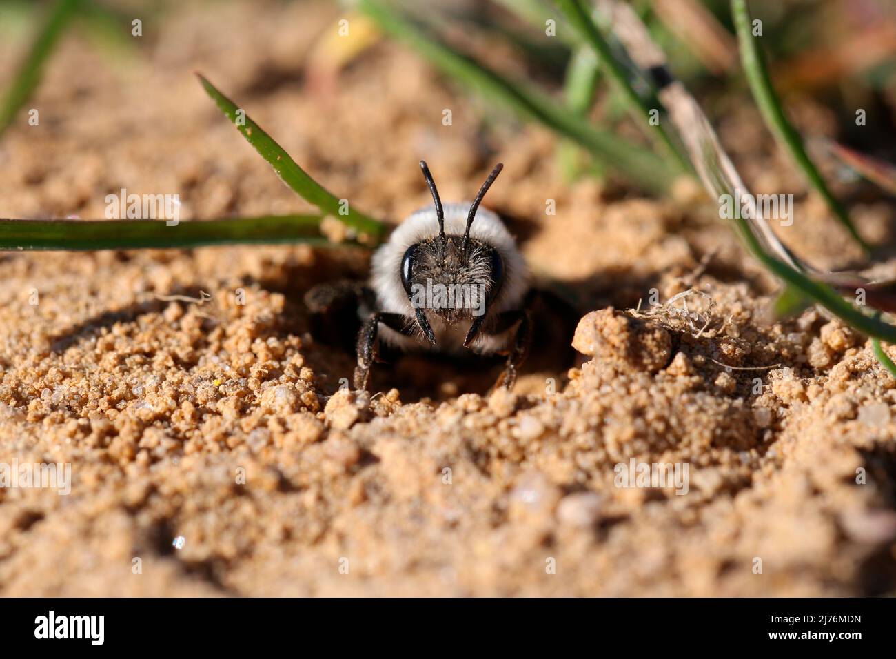 Female grey-backed mining bee (Andrena vaga) at nest entrance Stock ...