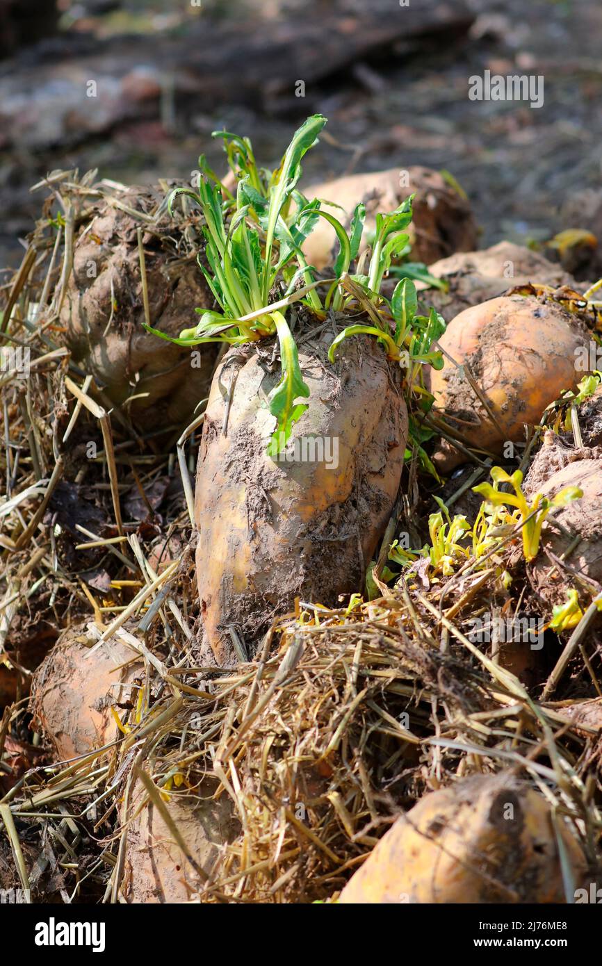 Fodder plants hi-res stock photography and images - Alamy