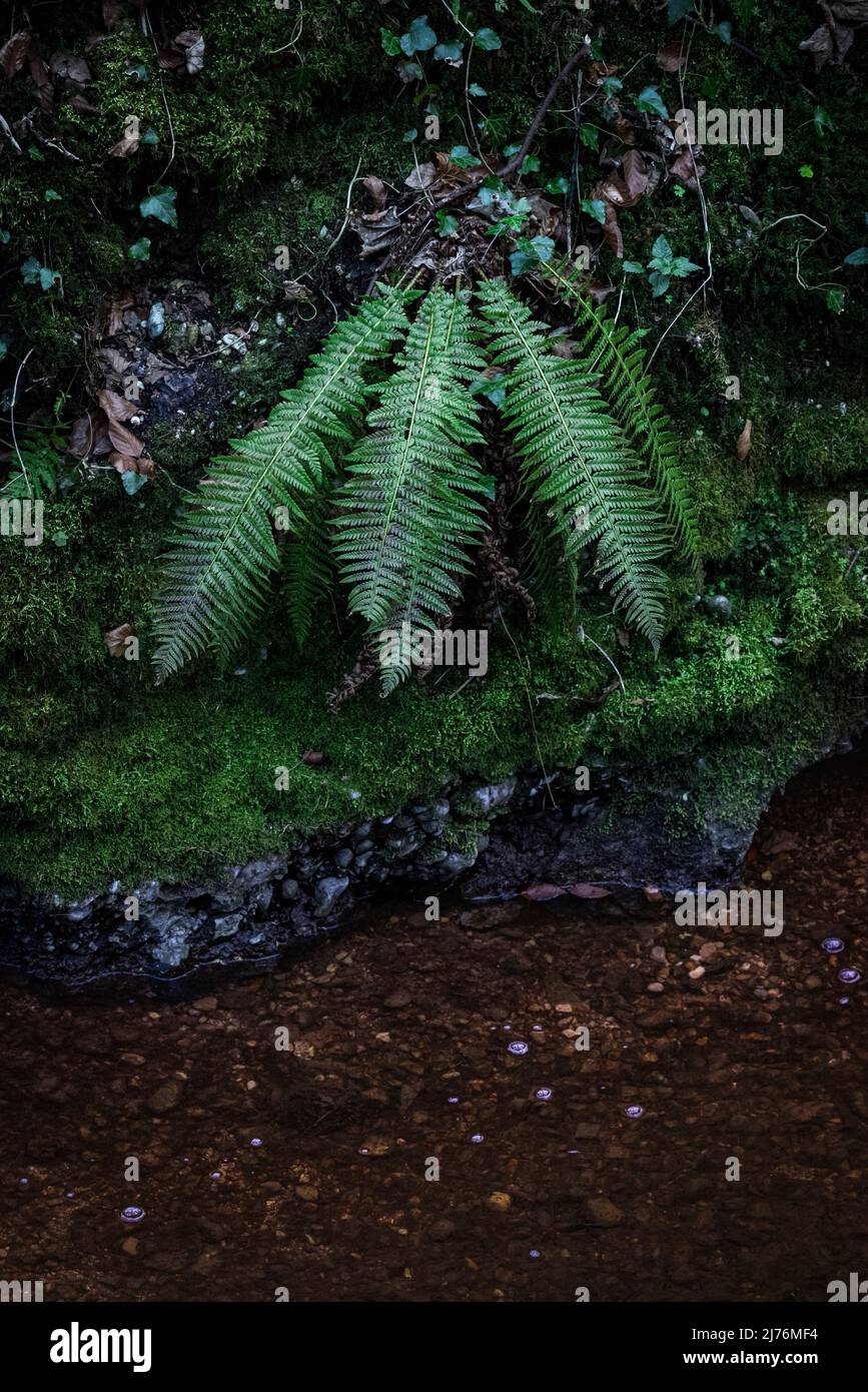 Three fern fronds and moss by a stream hi-res stock photography and ...