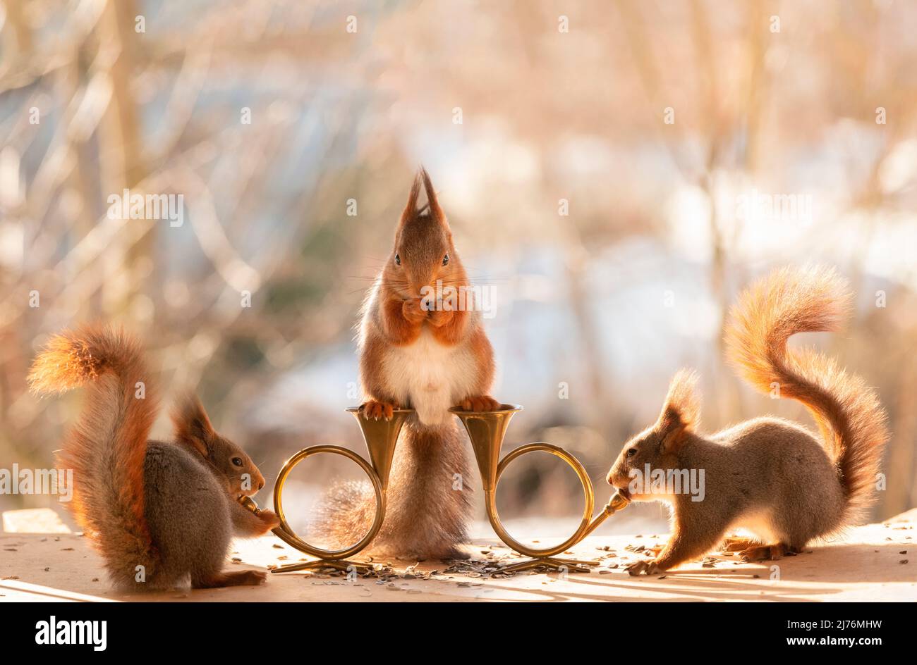 red squirrels holding an French horn Stock Photo - Alamy