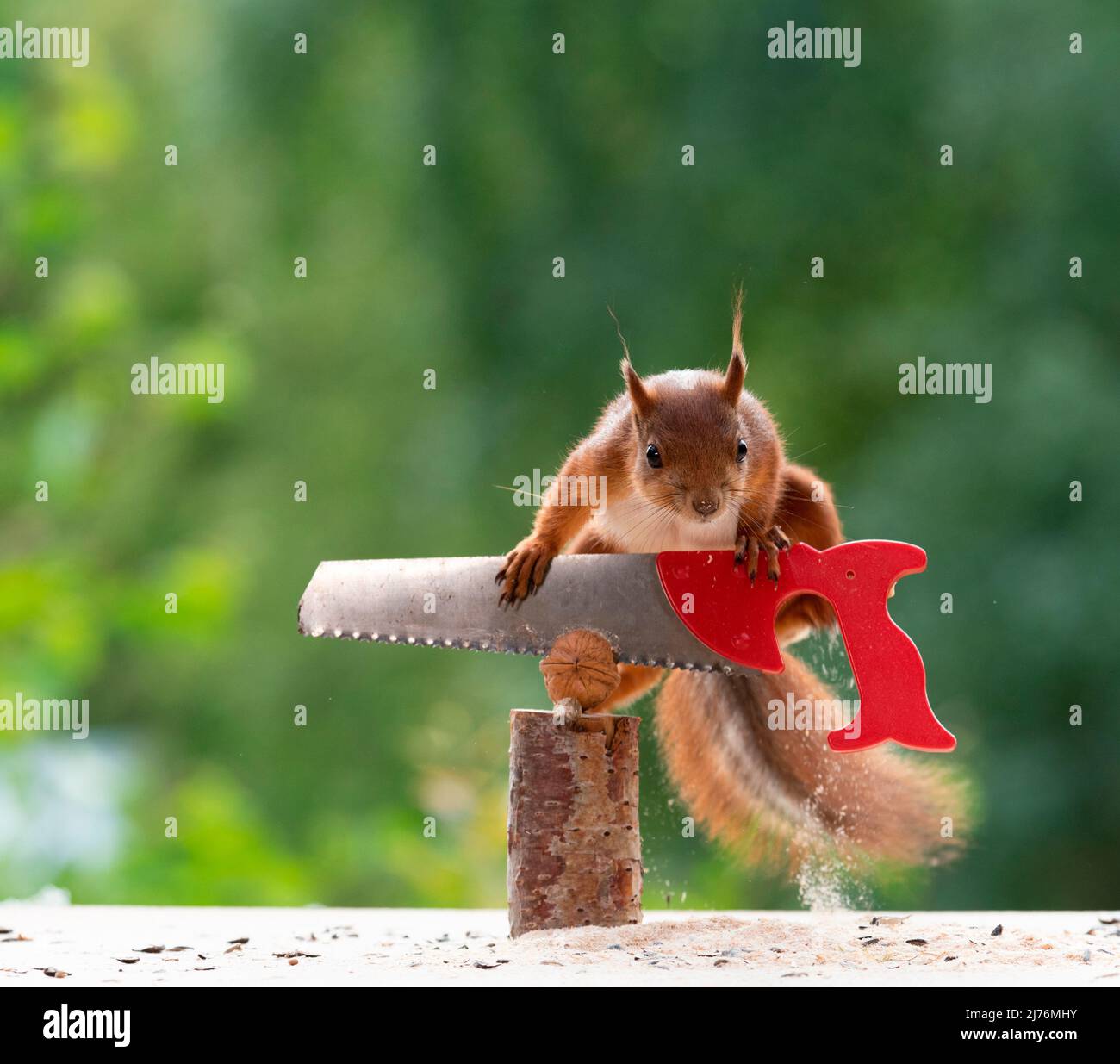 Squirrel saw hi-res stock photography and images - Alamy