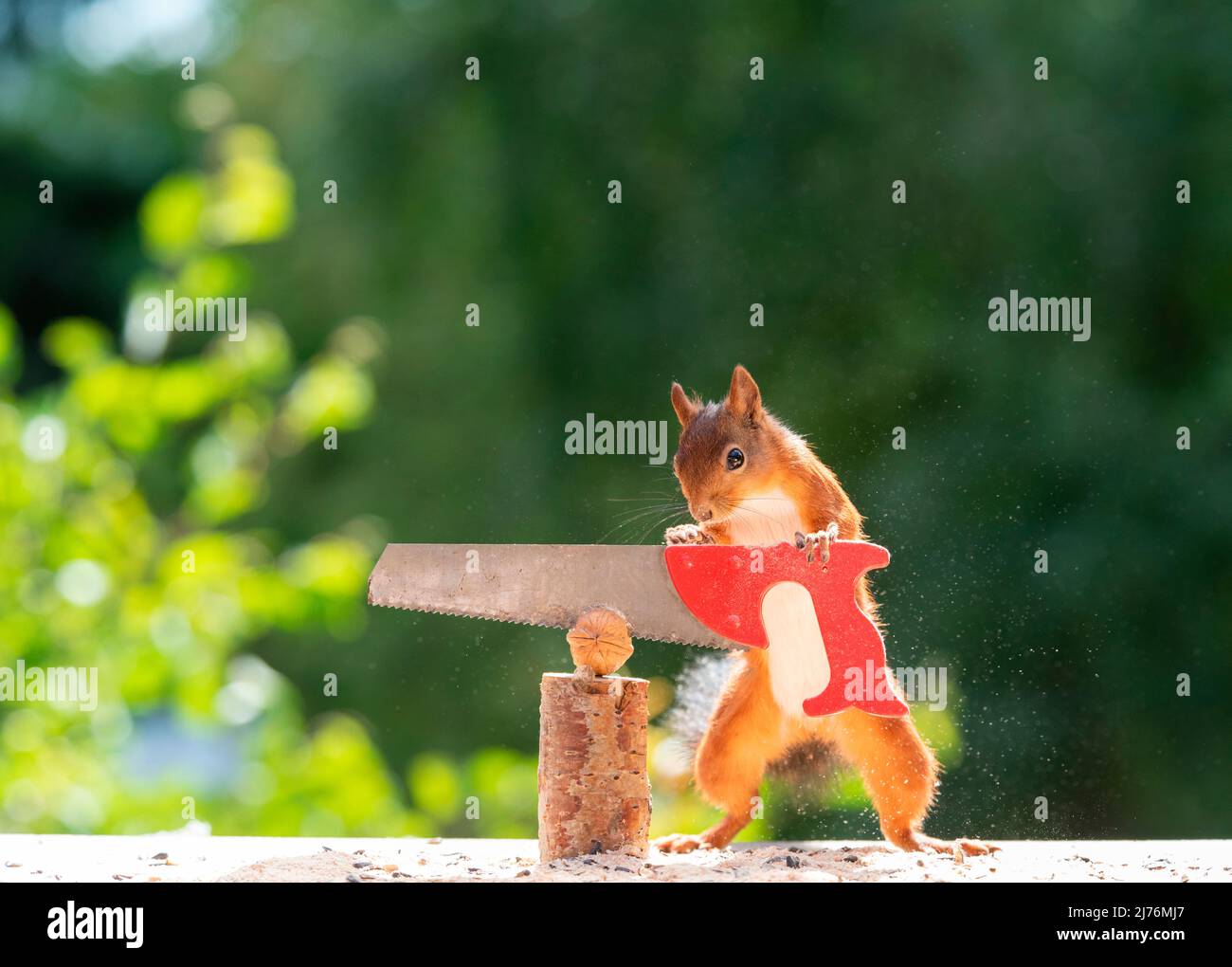 Saw animal hi-res stock photography and images - Alamy