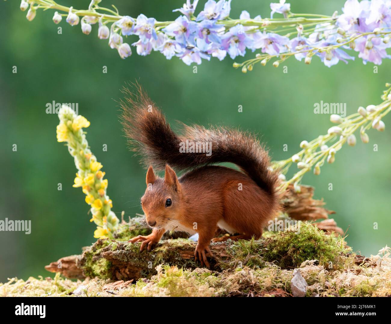 Red squirrels are standing with delphinium flowers hi-res stock photography and images - Alamy