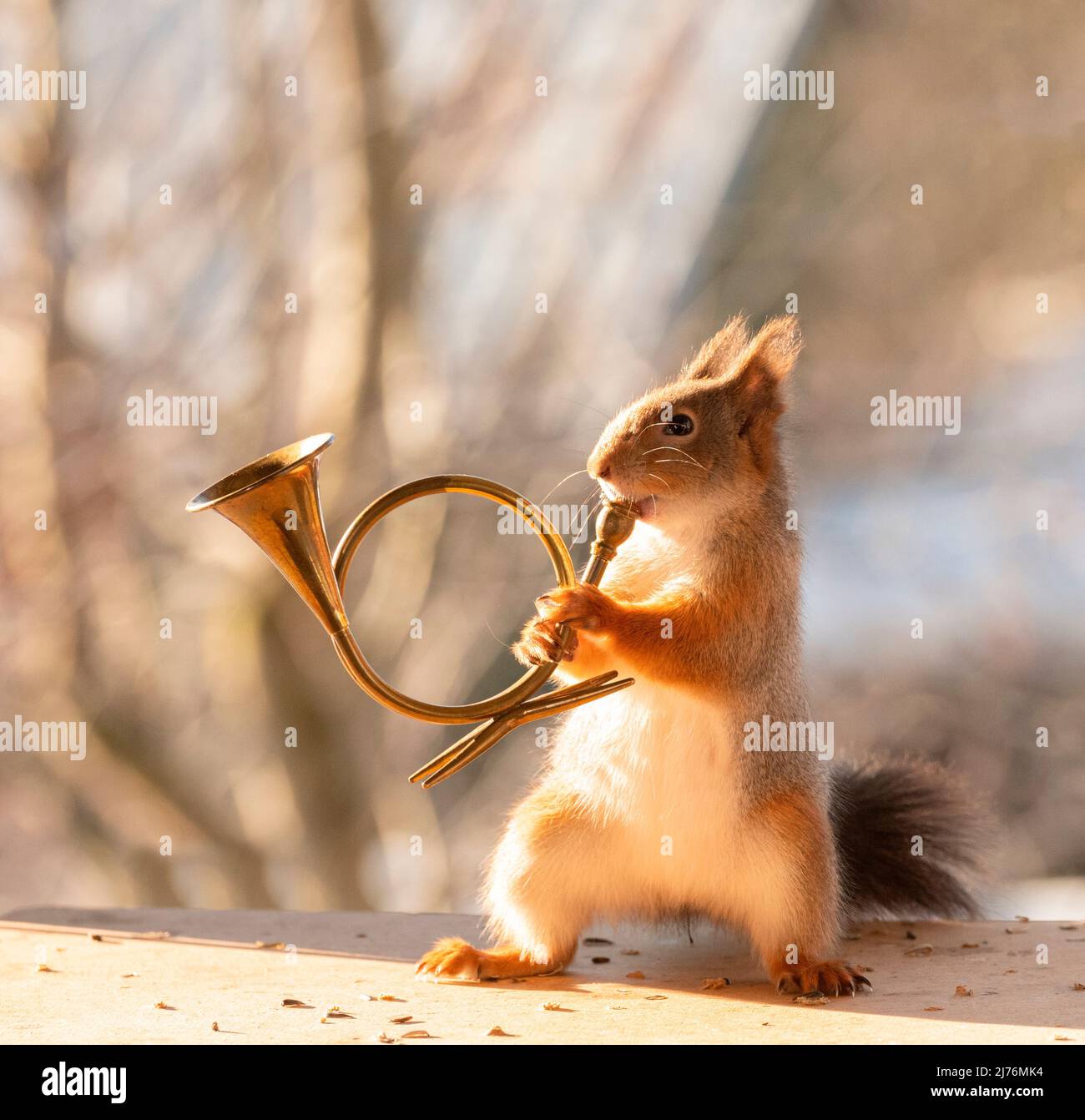 French horn wind instrument hi-res stock photography and images - Alamy