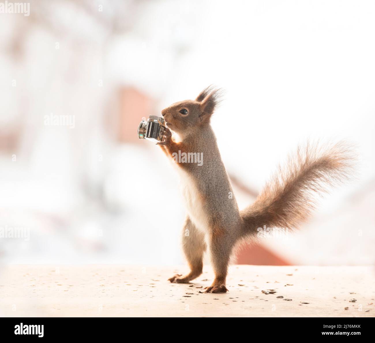 Squirrel photographer hi-res stock photography and images - Alamy