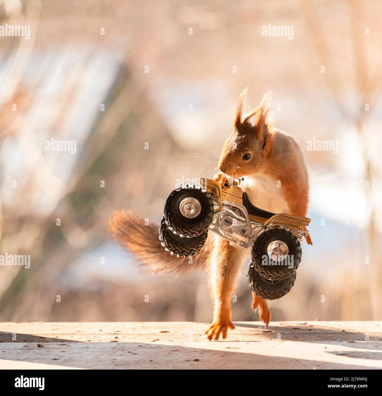 Squirrel quad hi-res stock photography and images - Alamy