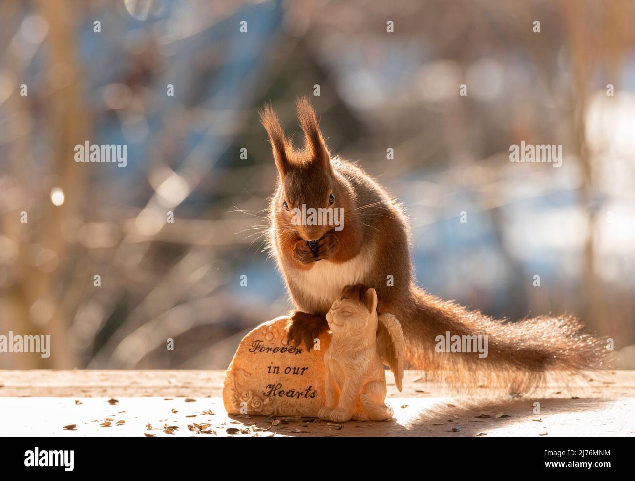 Squirrel farewell hi-res stock photography and images - Alamy
