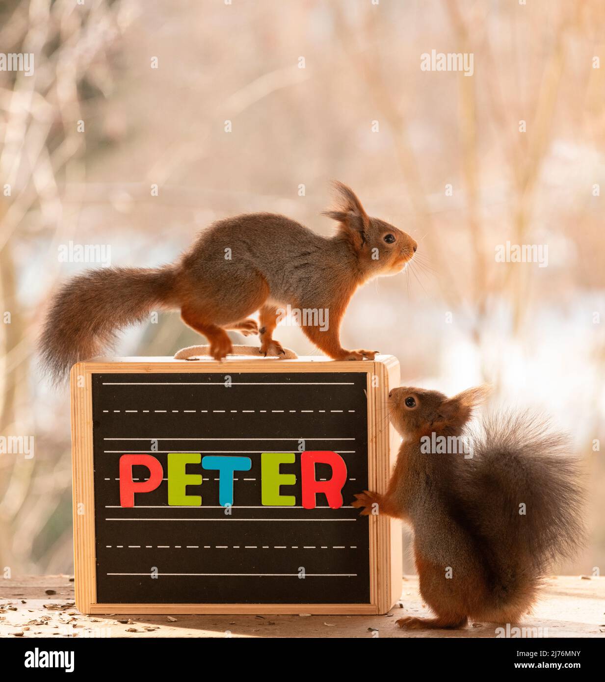 Word red squirrel hi-res stock photography and images - Alamy