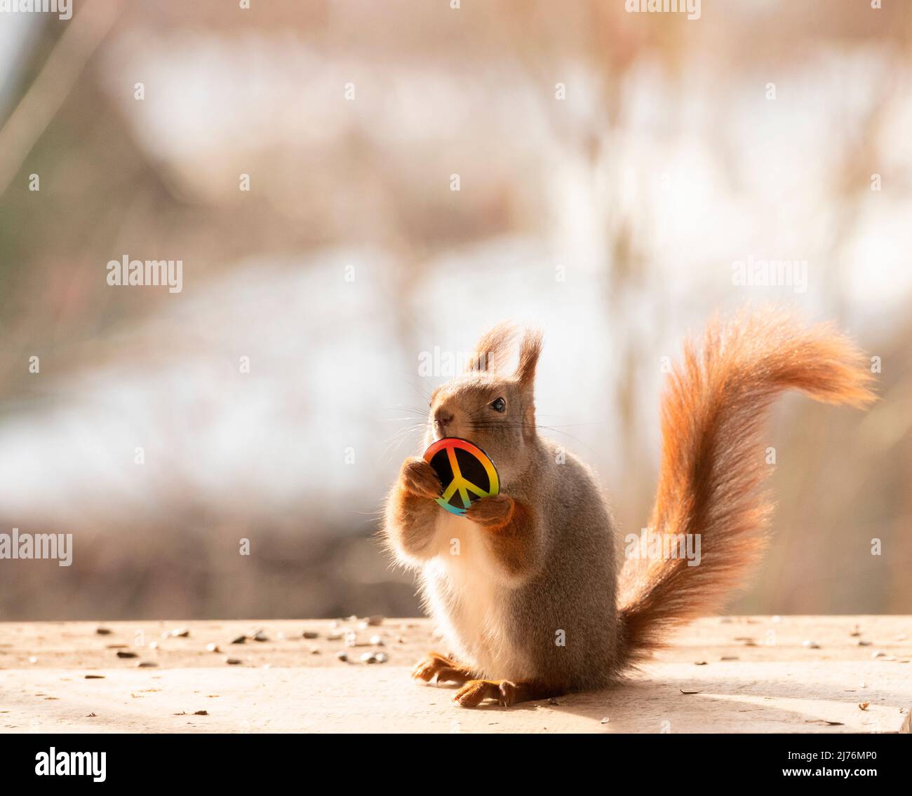 Holding a tail hi-res stock photography and images - Alamy