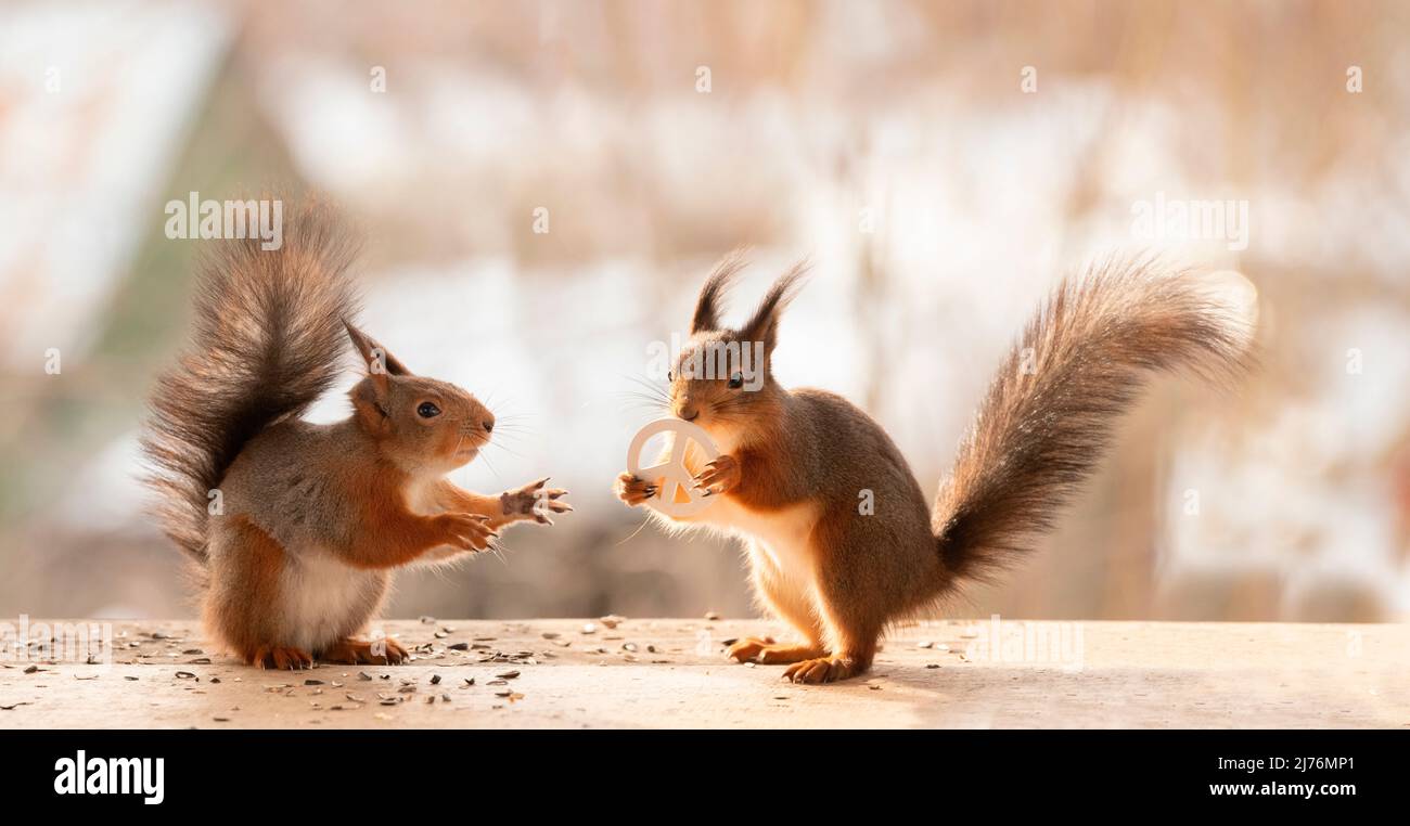 red squirrels with a peace symbol Stock Photo - Alamy