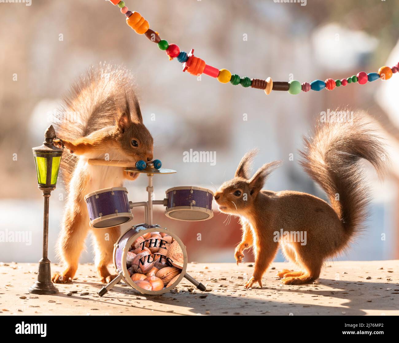 Kit red squirrel hi-res stock photography and images - Alamy