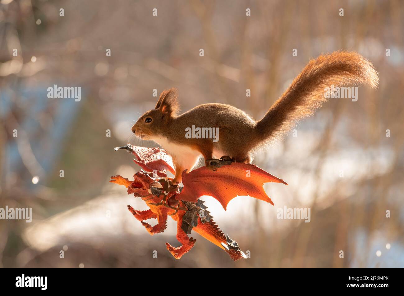 red squirrel is sitting on a dragon Stock Photo - Alamy