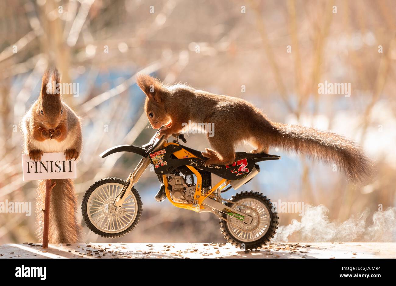 Squirrel motorcycle hi-res stock photography and images - Alamy