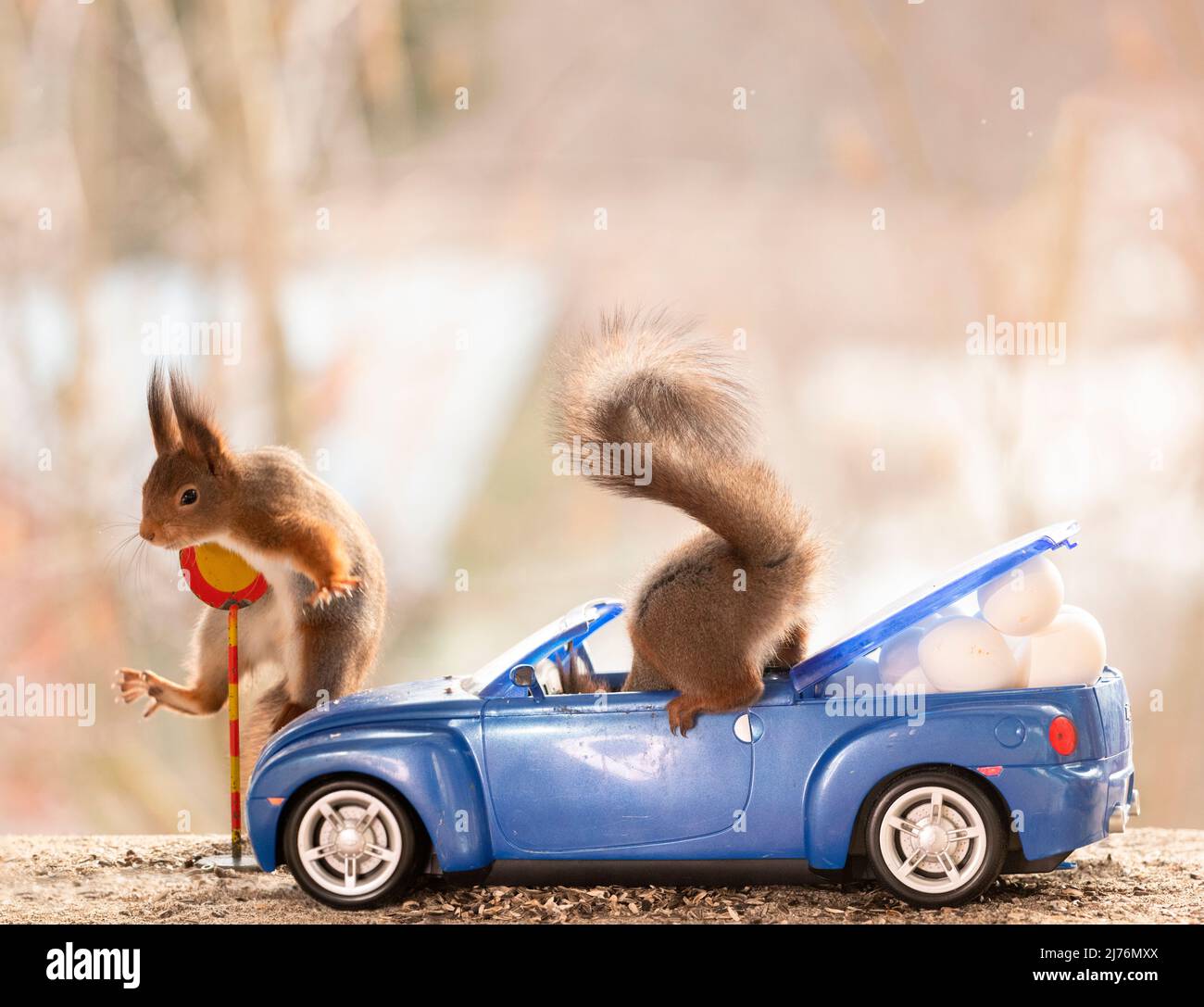 Red squirrel car hi-res stock photography and images - Alamy