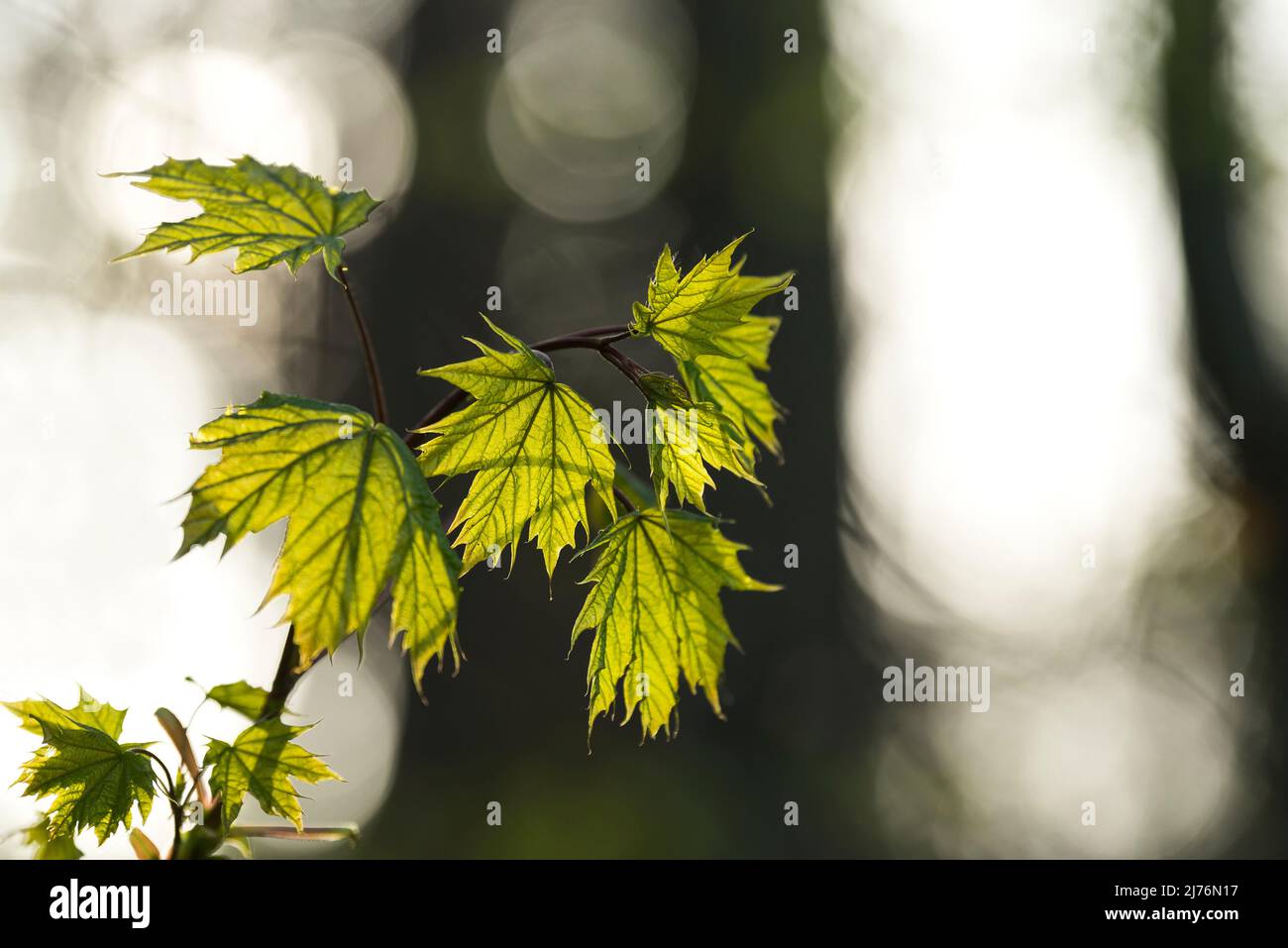 young Norway maple (Acer platanoides) with fresh light green foliage ...