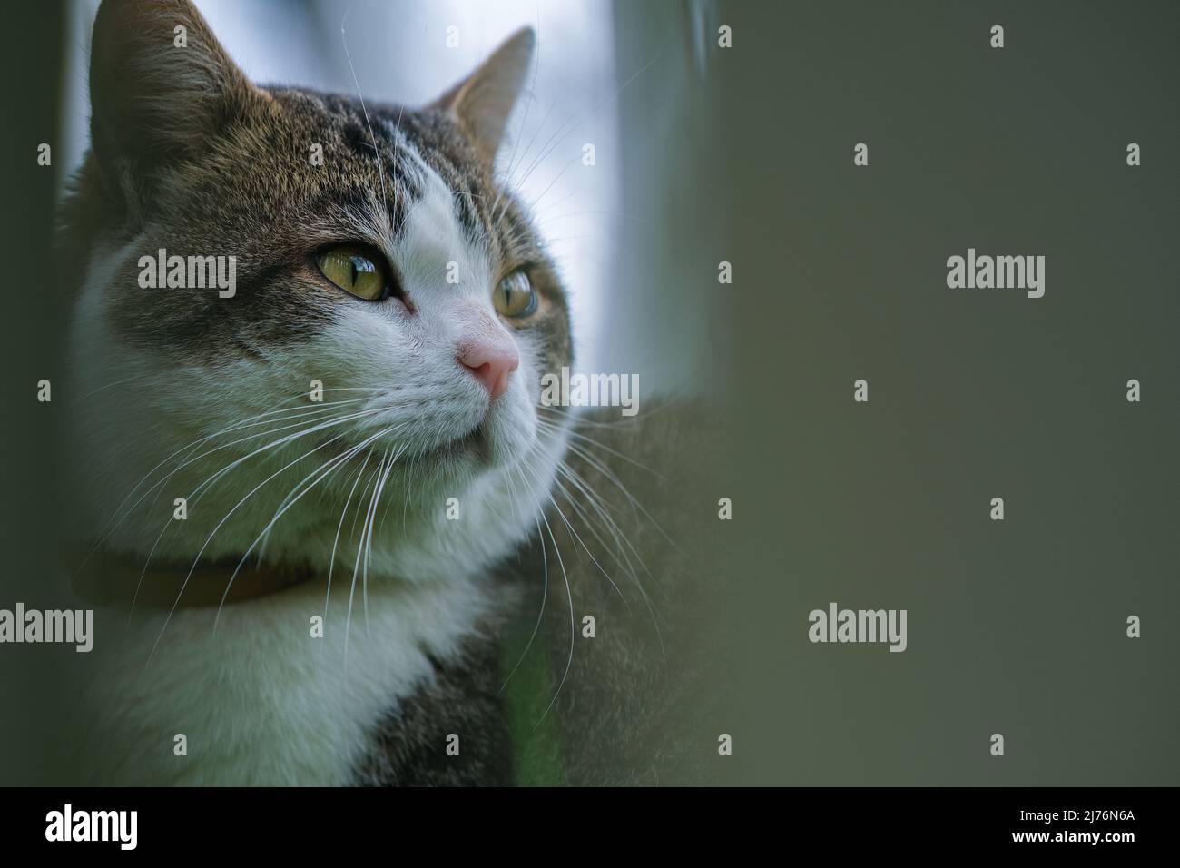 Red fur cats hi-res stock photography and images - Alamy