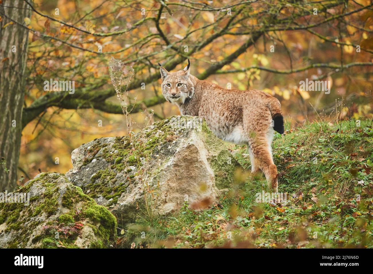 Eurasian lynx (Lynx lynx), forest clearing, standing, view camera Stock ...