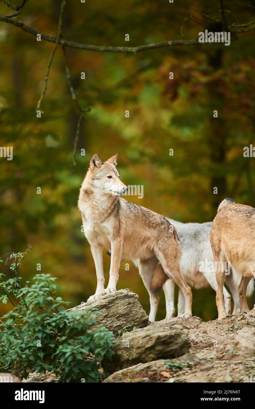 Timberwolf (Canis lupus lycaon), rocks, forest, standing Stock Photo ...