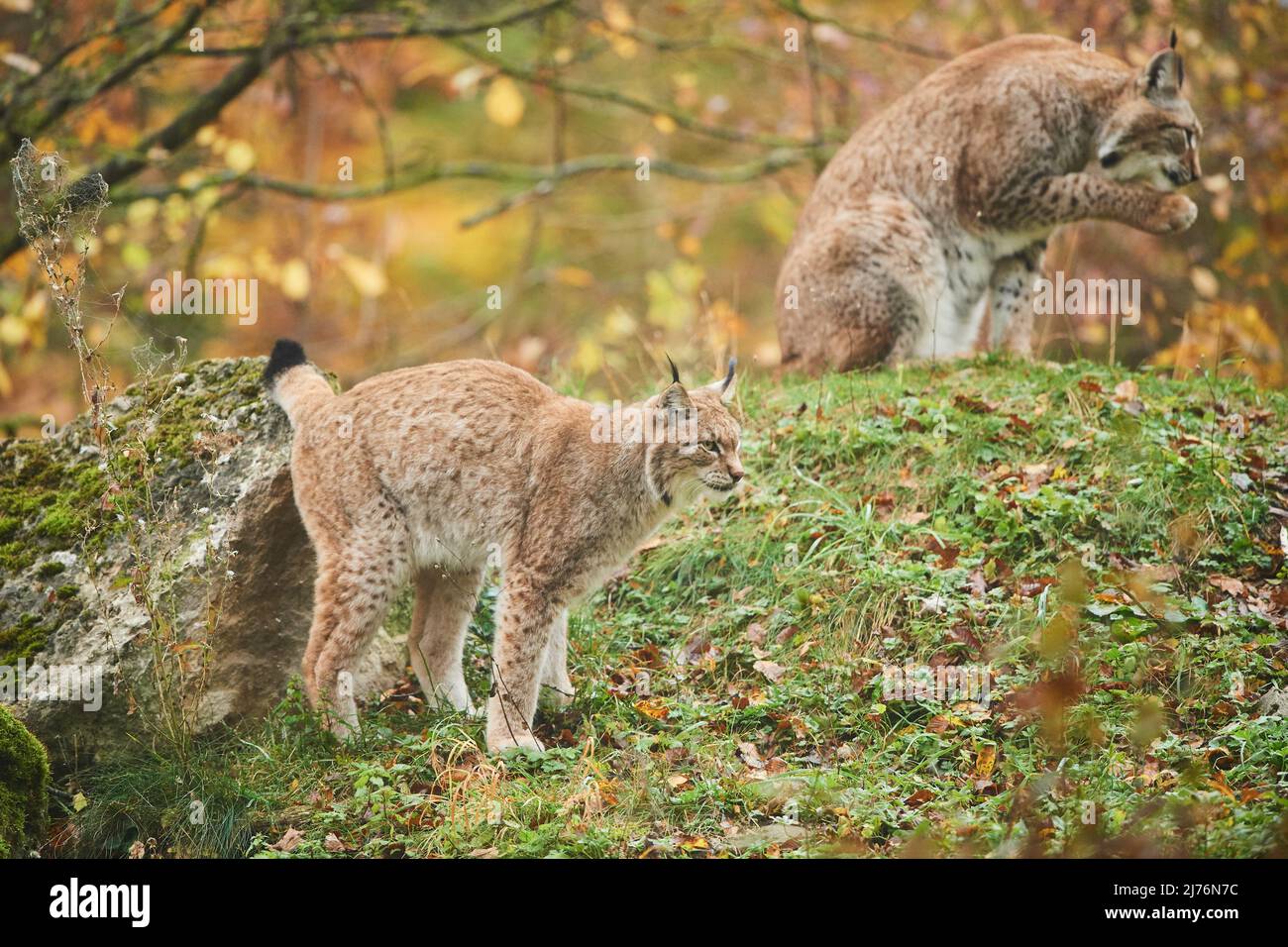 Eurasian lynx (Lynx lynx), forest clearing, sideways, stand, territory ...