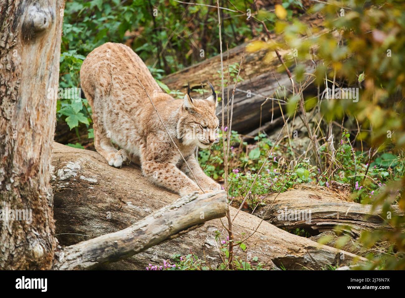 Eurasian lynx (Lynx lynx), forest clearing, tree trunk, scratching ...