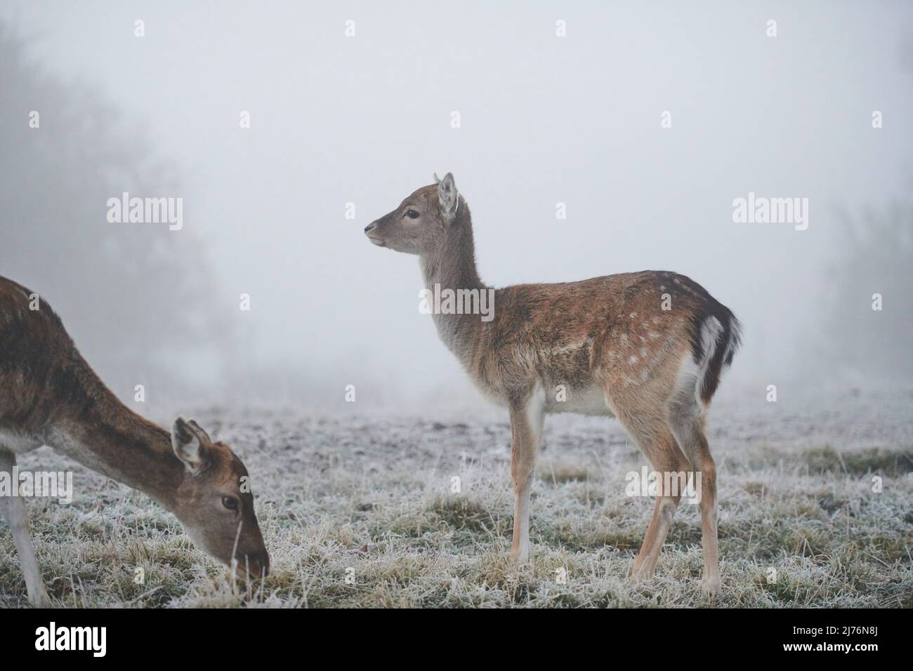 Fallow deer (Dama dama), clearing, meadow, standing Stock Photo - Alamy