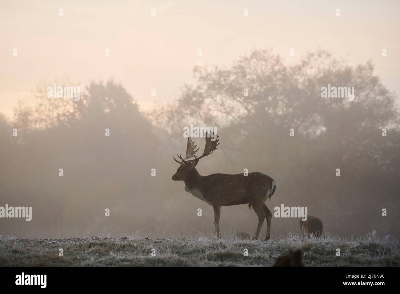 Fallow deer (Dama dama), clearing, meadow, standing Stock Photo - Alamy