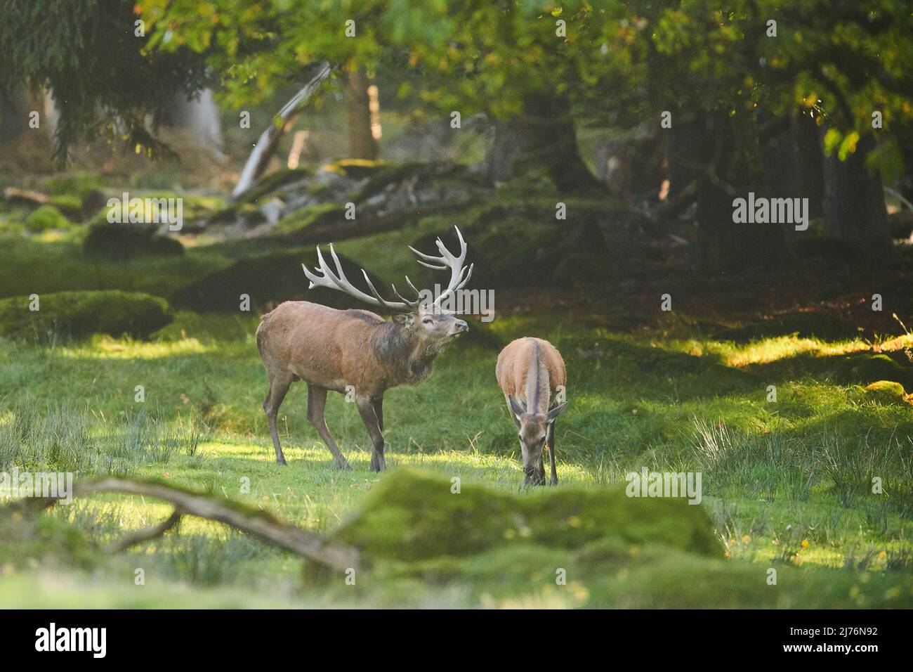Lateral border hi-res stock photography and images - Alamy