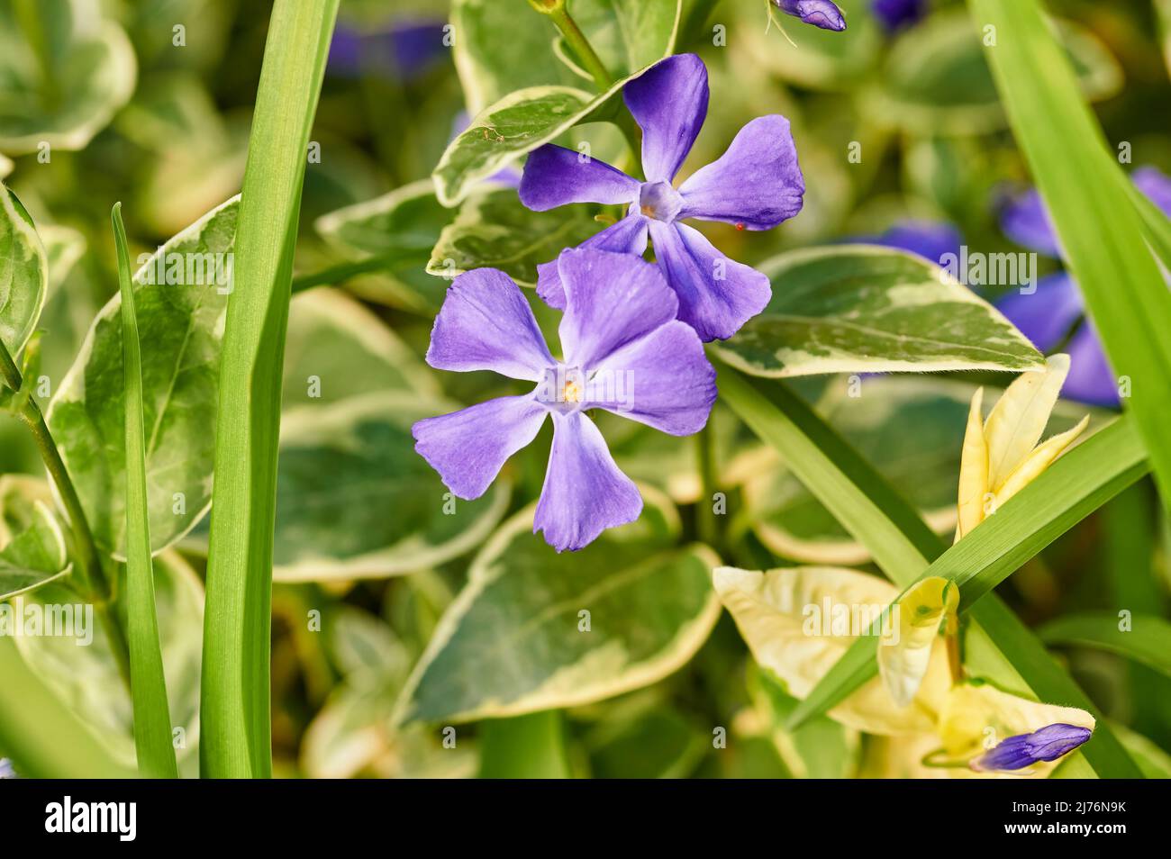 Close up where we can see in detail the ovule and other internal parts ...