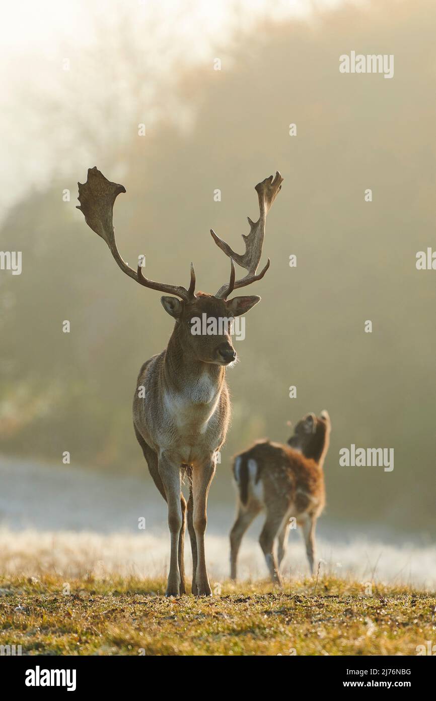 Fallow deer (Dama dama), clearing, meadow, standing Stock Photo - Alamy